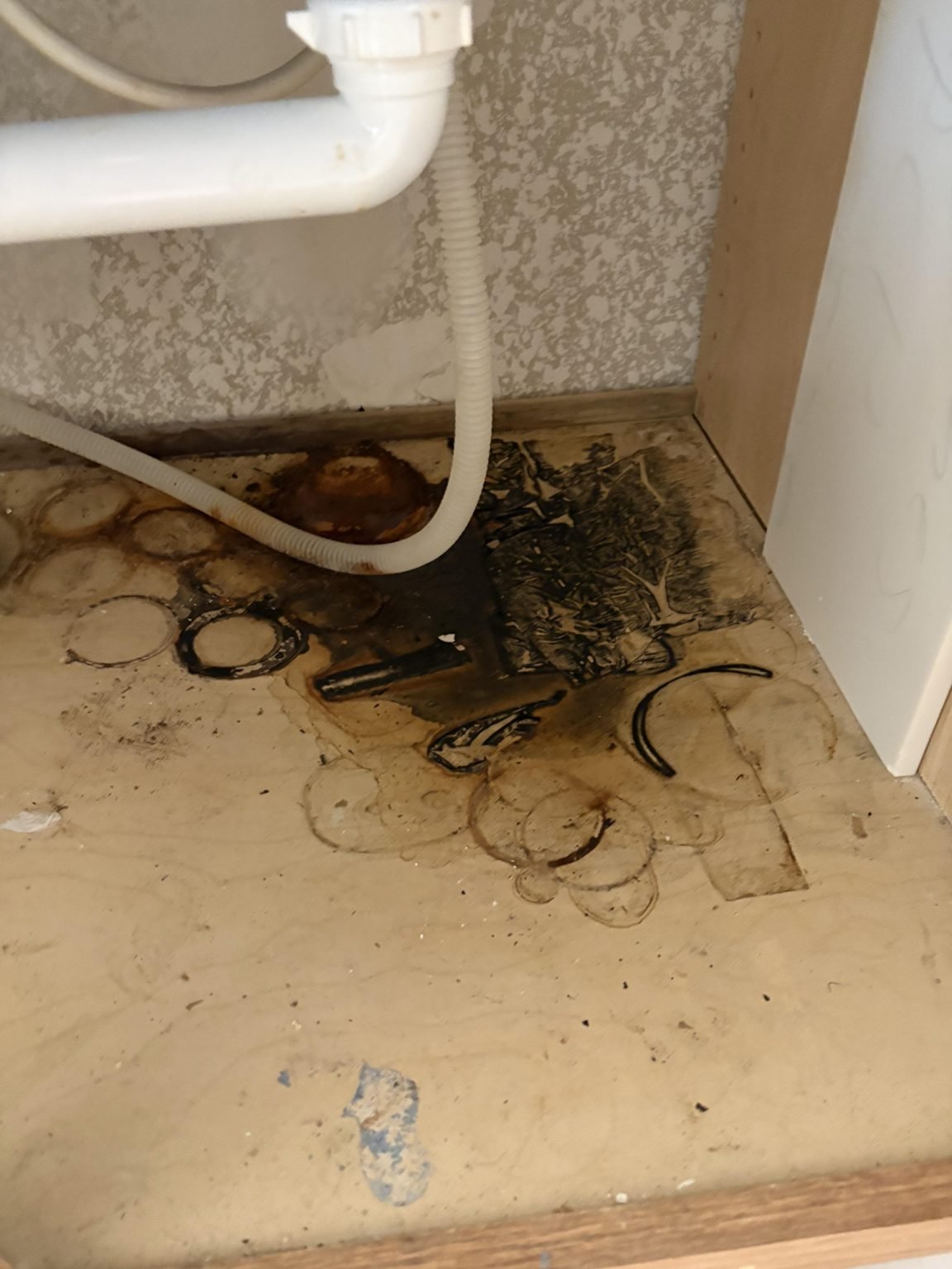 Black Mold under Kitchen Sink: Urgent Solutions & Tips - KitchenBucks
